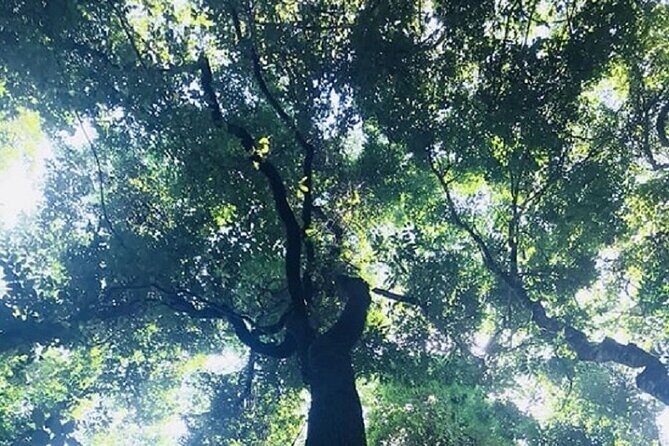 Khaosok Jungle Exploration from Khaolak - FAQ