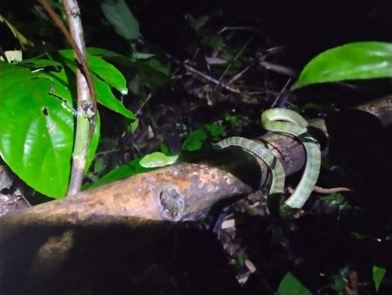 Khaosok Night Safari Experience (From Khaolak) - Introduction