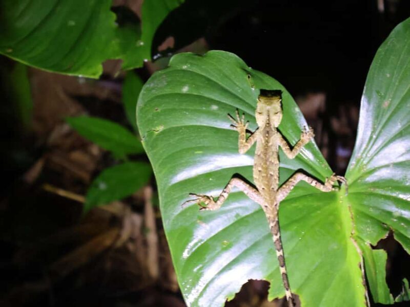 Khaosok Night Safari Experience (From Khaolak) - The Sum Up