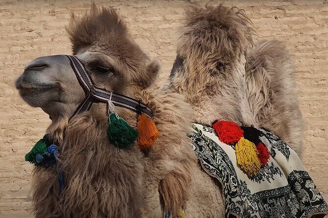 Khiva: Private Guided Tour Through the Ancient Ichan Kala - Authentic Experience & Value