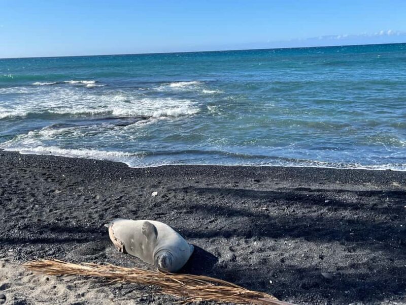 Kholo coast hike and aqua blue swim with Native Hawaiian - FAQ