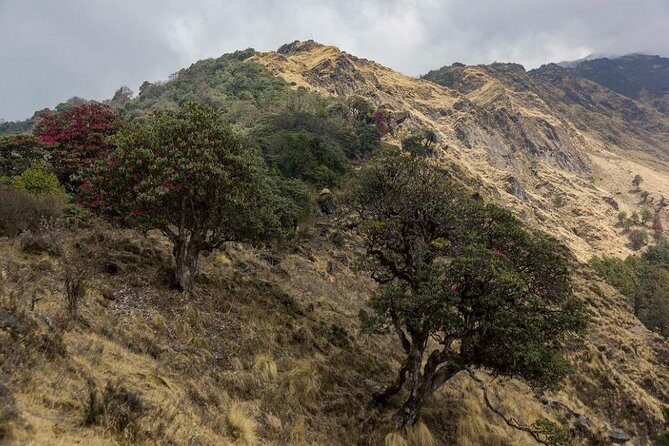 Khopra Danda Trek - An In-Depth Look at the Khopra Danda Trek Experience