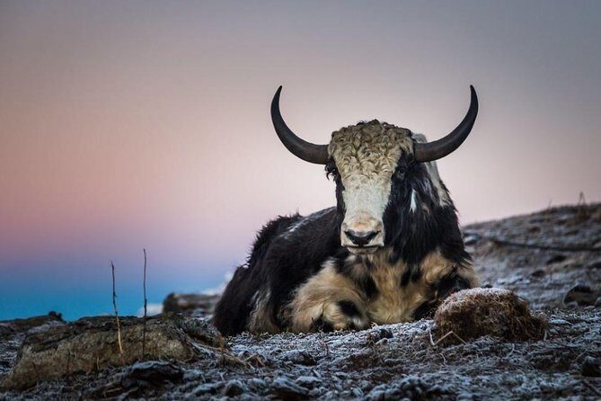 Khopra Danda Trek - The Sum Up