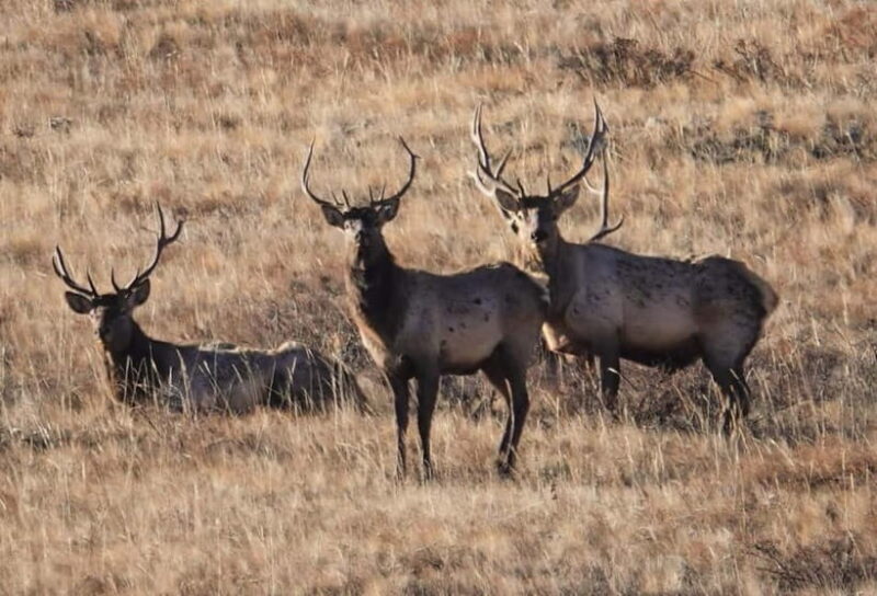 Khustai National park day tour-Wild horses - The Experience from the Guide and Reviews