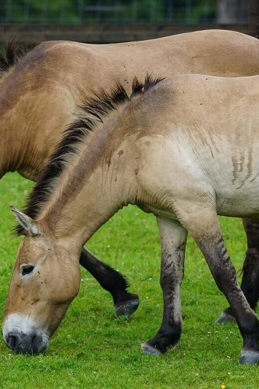 Khustai National park day tour-Wild horses - Why This Tour Offers Good Value