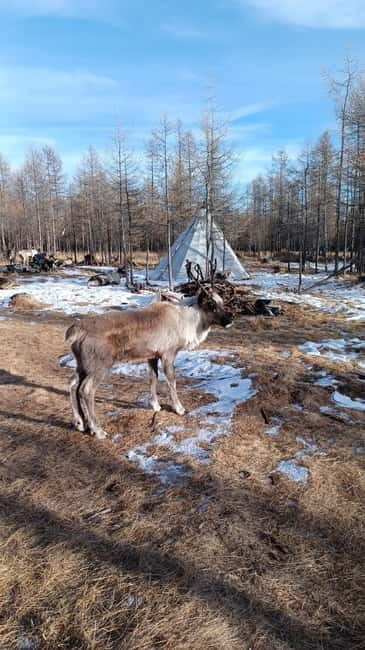 Khuvsgul: 5 day tour with Reindeer valley & frozen lakes for - An In-Depth Look at the Tour Experience