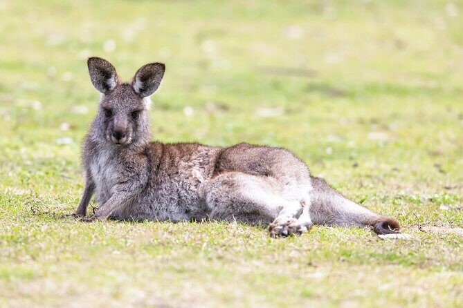 Kiama Coastal Day Tour in Sea Cliff Bridge Blowhole and Wildlife - The Sum Up