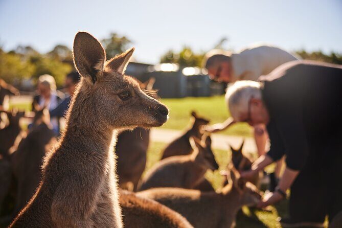 Kiama & Kangaroos - Sydney South Coast Escape Private Tour - An In-Depth Look at the Itinerary