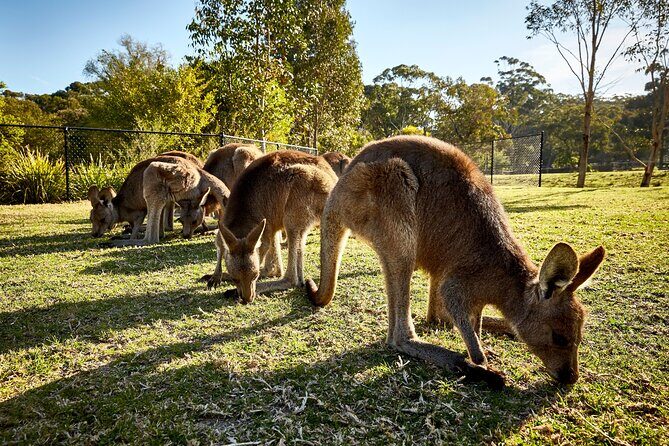Kiama & Kangaroos - Sydney South Coast Escape Private Tour - Practical Details and Tips