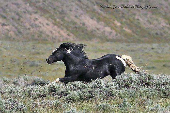 Kicking Red Canyon Wild Mustang Bus Tour Deals 5 PM In Cody - Who Should Consider This Tour?
