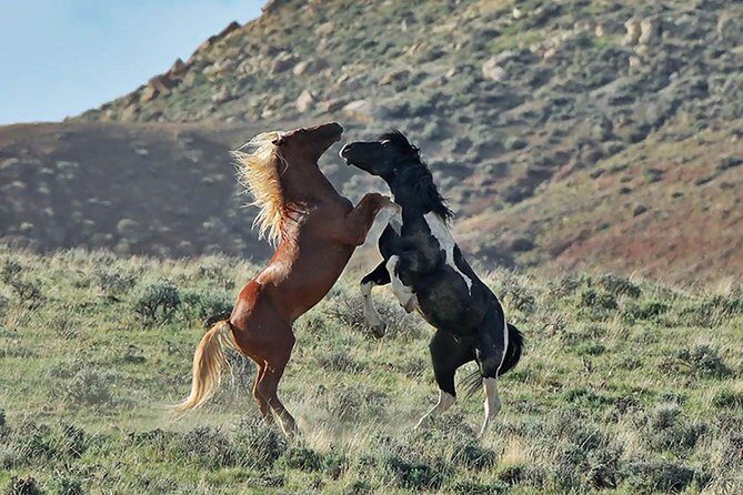 Kicking Red Canyon Wild Mustang Bus Tour Deals 5 PM In Cody - The Sum Up