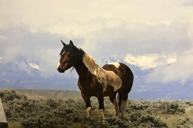 Kicking Red Canyon Wild Mustang Bus Tour Deals 5 PM In Cody - FAQ