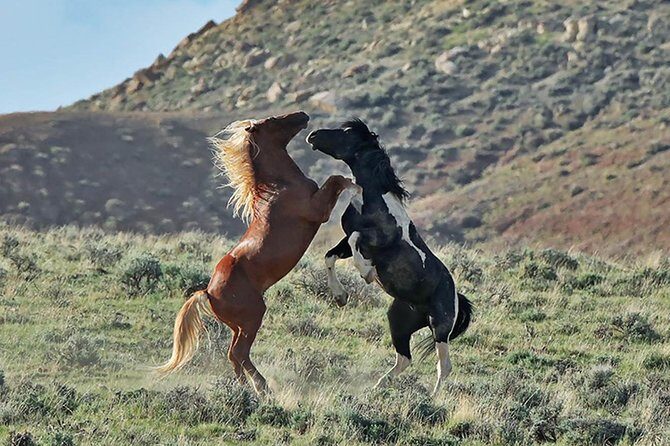 Kicking Red Canyon Wild Mustang Bus Tour Deals 8am Daily - Key Points