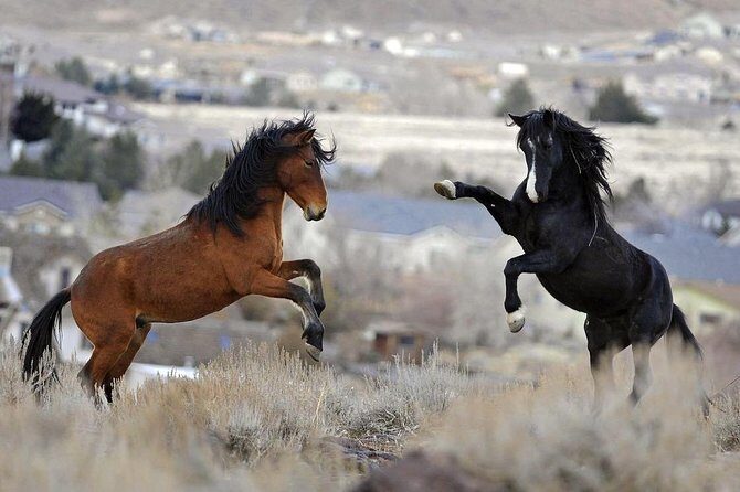 Kicking Red Canyon Wild Mustang Bus Tour Deals 8am Daily - An In-Depth Look at the Wild Mustang Tour