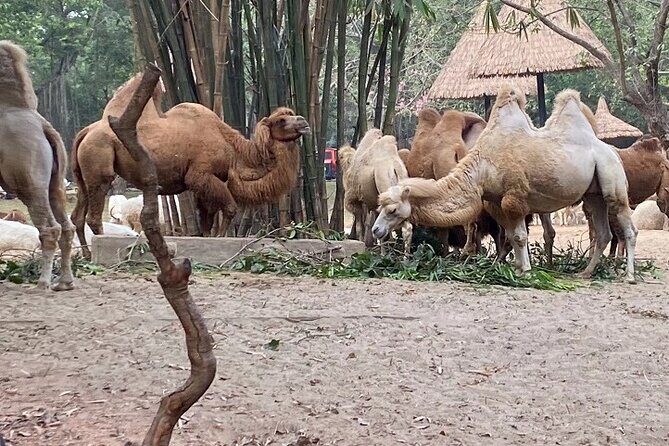 Kids Friendly Private Tour: Zoo Aquarium Safari or Amusement Park - Key Points