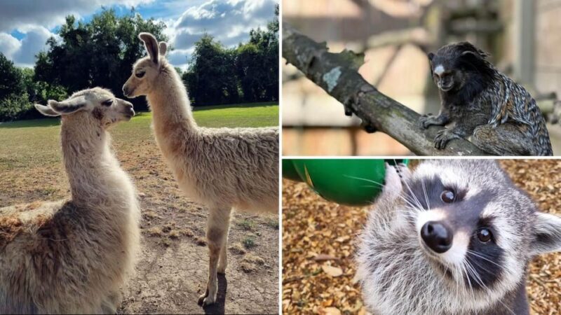 Kildare: Clonfert Farm General Admission Ticket - Key Points