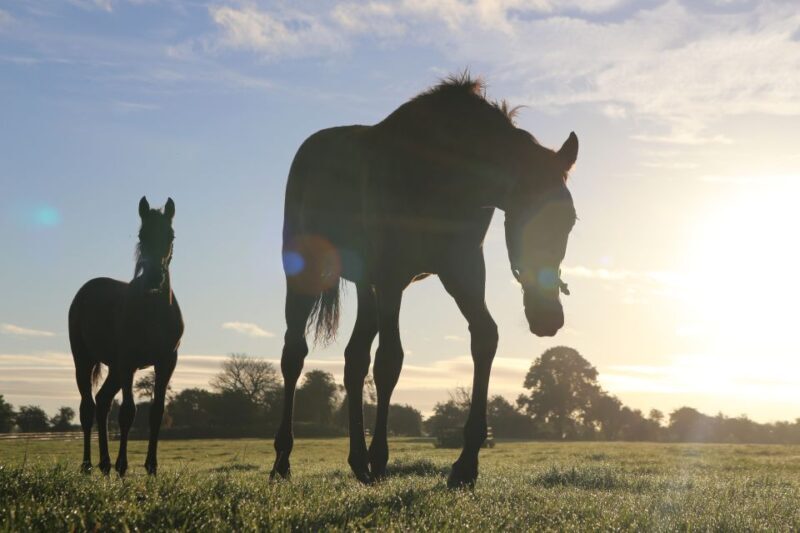 Kildare: Irish National Stud & Gardens - Key Points