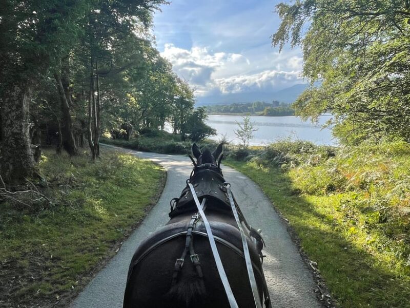 Killarney Carriage Tours National Park and Lakes - A Closer Look at the Killarney Carriage Tour