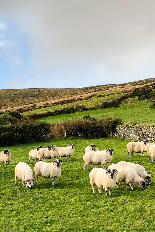 Killarney: Dingle Peninsula Photo and Sightseeing Tour - FAQ
