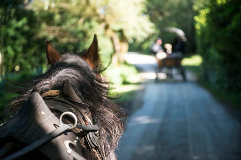 Killarney: Jaunting Car Tour with Afternoon Tea - An In-Depth Look at the Experience