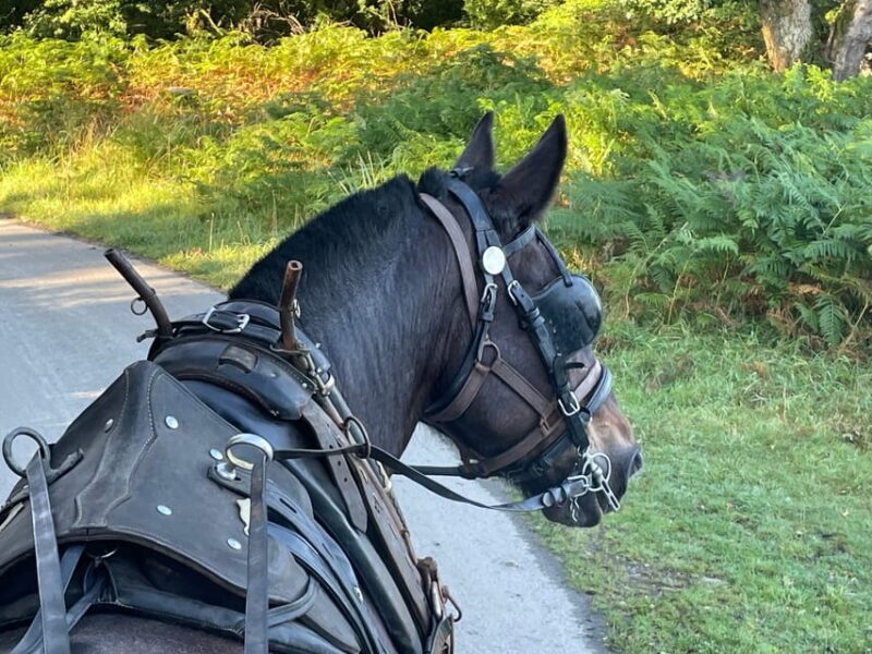 Killarney National Park Jaunting Car Tour - The Itinerary in Detail