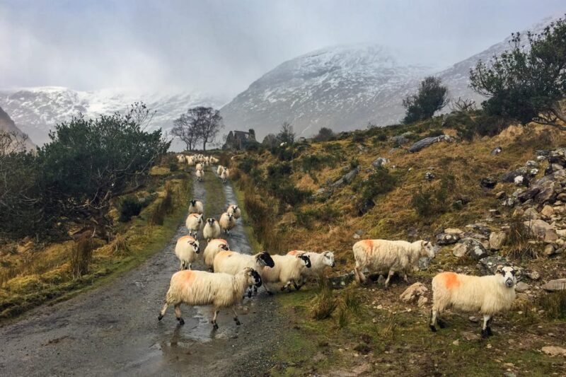 Killarney: The Ring of the Reeks - Backroads Rural Tour - Final Thoughts