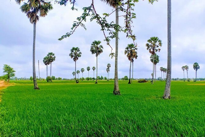 Killing Field & Paddy Rice Fields Tuk Tuk Adventure - What You’ll Experience: A Detailed Breakdown