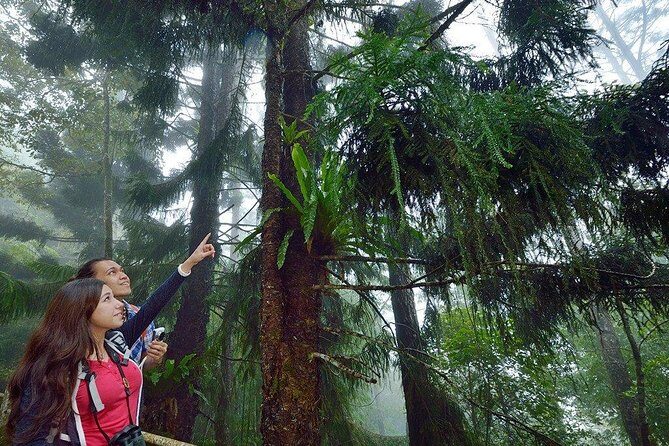 Kinabalu Park Tour with Desa Dairy Farm & Poring Hot Springs - The Sum Up