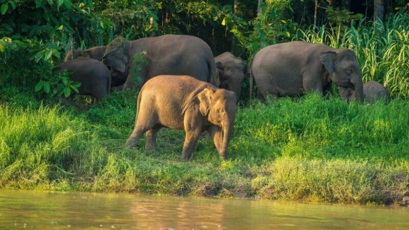 Kinabatangan River Trip from Sandakan with Lunch Included - Key Points