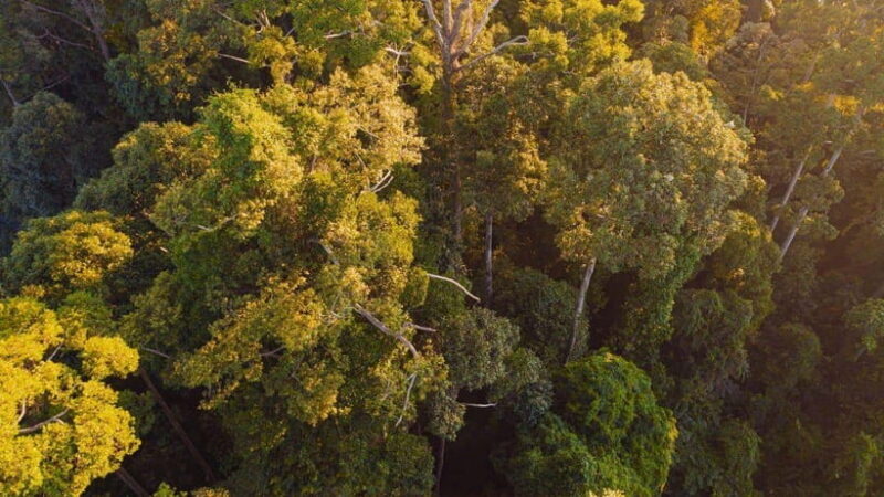 Kinabatangan River Trip from Sandakan with Lunch Included - The Main Event: River Cruise