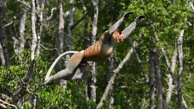 Kinabatangan River Trip from Sandakan with Lunch Included - The Experience of Wildlife Viewing