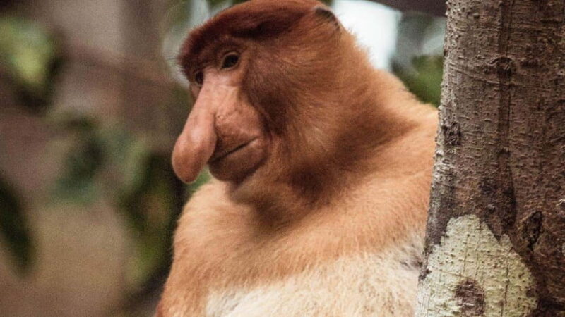 Kinabatangan River Trip from Sandakan with Lunch Included - Authentic Experiences & Real Reviews