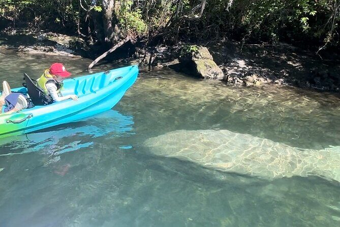 King Spring Sunset Sit on Top Kayak with Manatees Tour - An In-Depth Look at the Experience