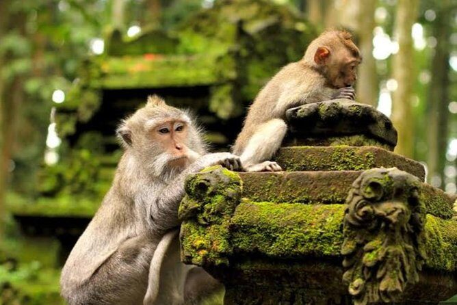 Kingdom Tour - Authentic Insights from Past Perspectives