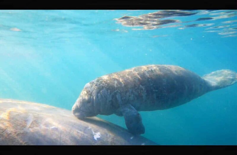 Kings Bay, Crystal River: Gentle Sunrise Manatee Kayak Tour - The Bottom Line