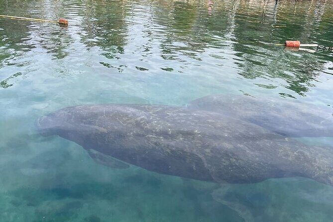 Kings Bay Manatee Watching Cruise - An In-Depth Look at the Experience