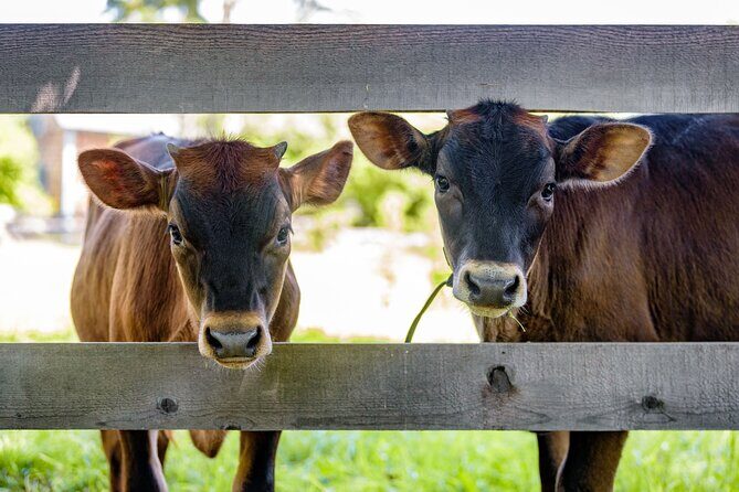 Kings Landing Admission Ticket - Value and Pricing