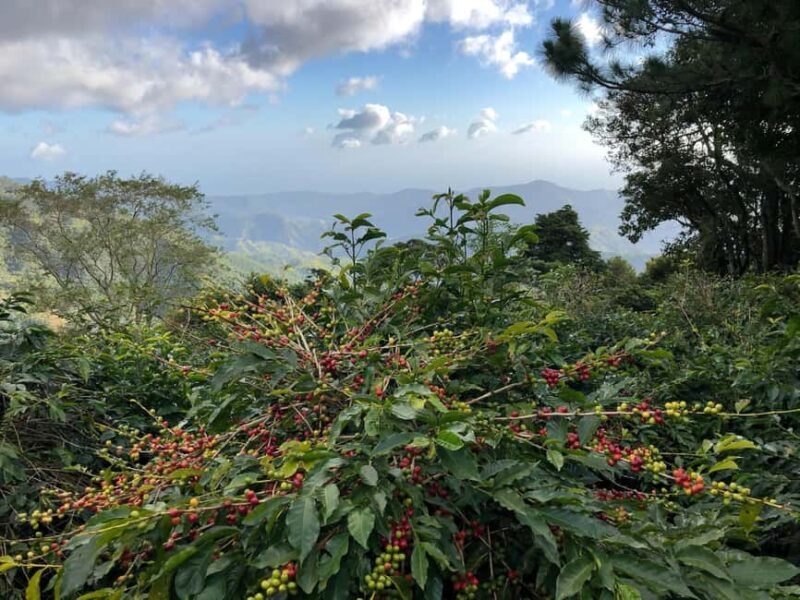 Kingston: Blue Mountain Peak Hike and Coffee Farm Experience - Key Points