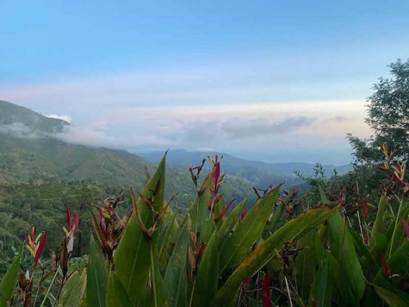 Kingston: Blue Mountain Peak Hike and Coffee Farm Experience - Authenticity and Experience Quality