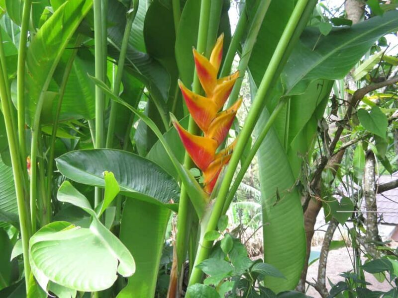 Kingston Blue Mountains Tour with Coffee Tasting - FAQ