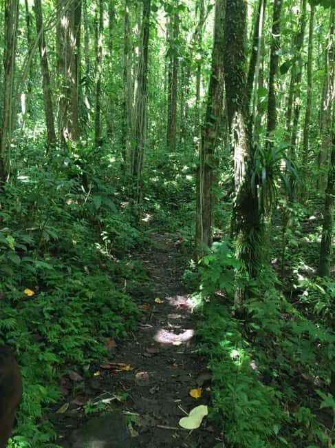 Kingstown: Montreal Gardens and Belmont Lookout Tour - Discovering the Heart of Saint Vincent