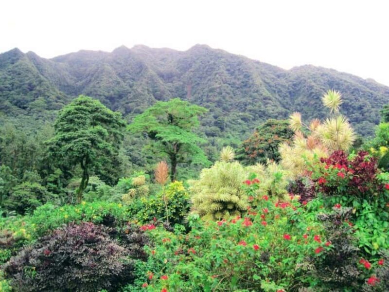 Kingstown: Montreal Gardens and Belmont Lookout Tour - What to Expect During the Tour