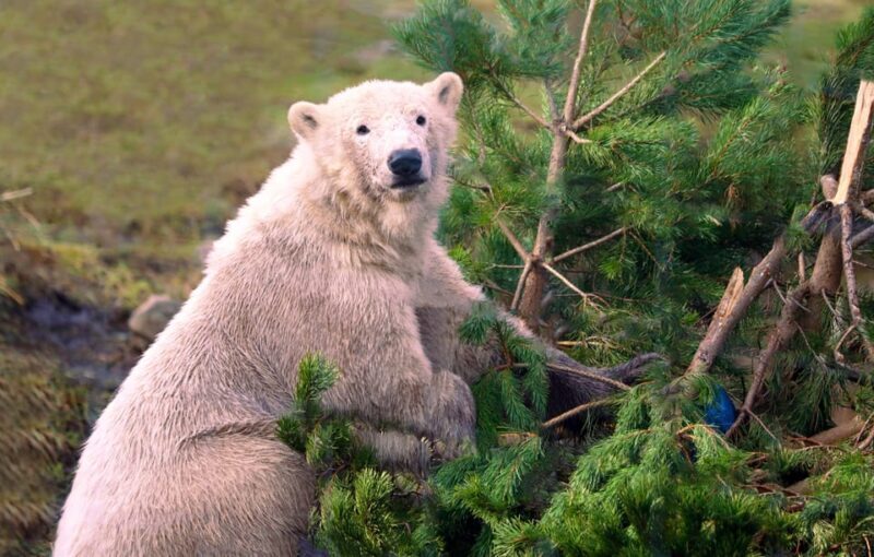 Kingussie: Highland Wildlife Park Entry Ticket - Key Points