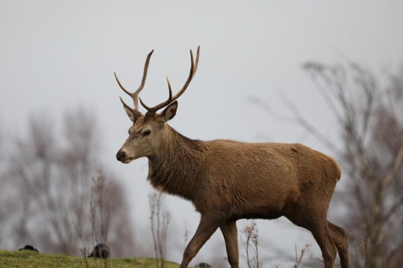 Kingussie: Highland Wildlife Park Entry Ticket - The Highland Wildlife Park: What to Expect