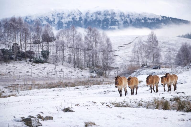 Kingussie: Highland Wildlife Park Entry Ticket - Real Visitor Feedback: What People Are Saying