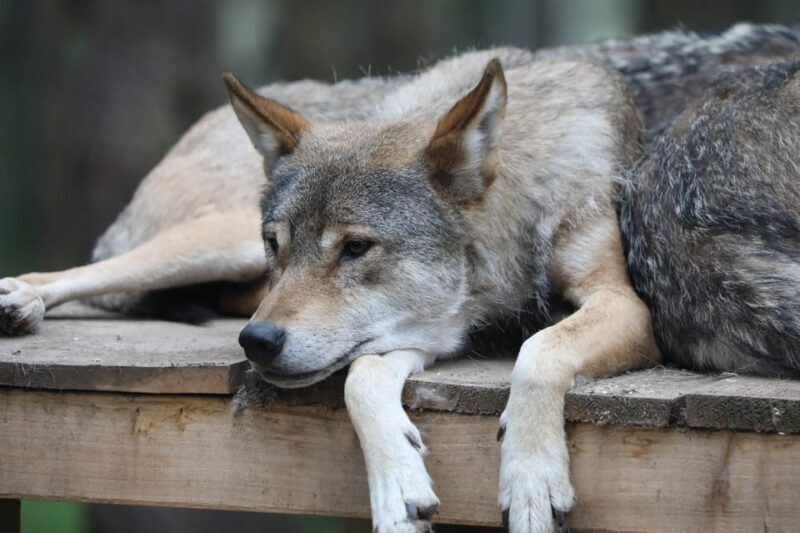 Kingussie: Highland Wildlife Park Entry Ticket - The Sum Up: Is It Worth It?