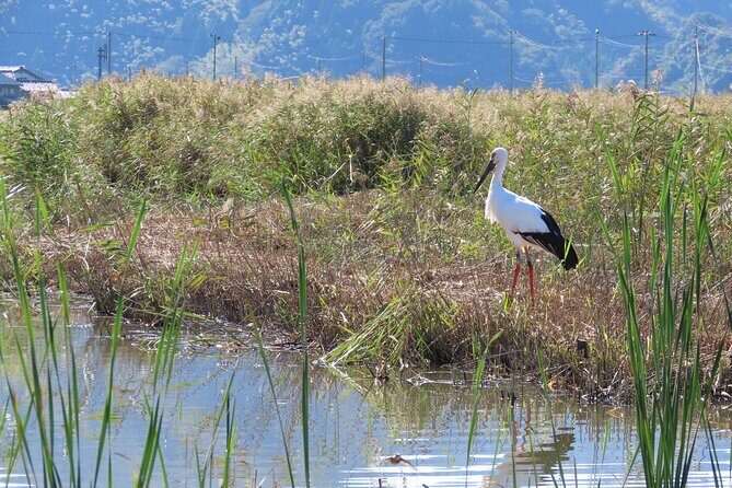 Kinosaki:Rental Electric scooter-Natural Treasures route-/120min - FAQs
