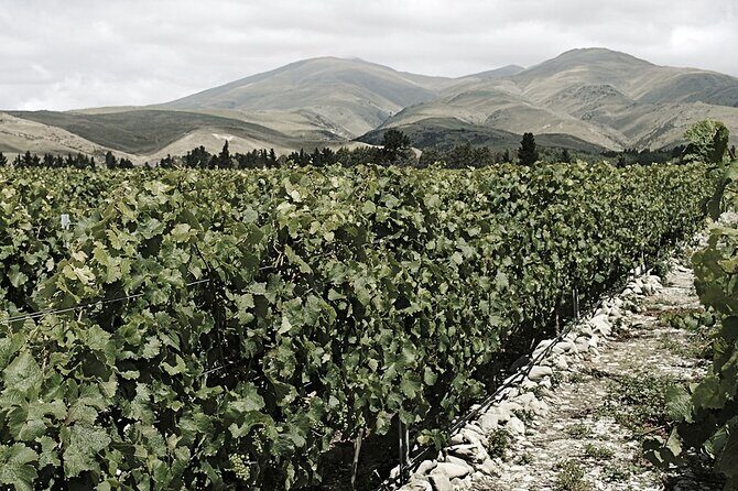 Kinross Winery: Valli Wine Tasting Experience - An In-Depth Look at the Valli Wine Tasting Experience