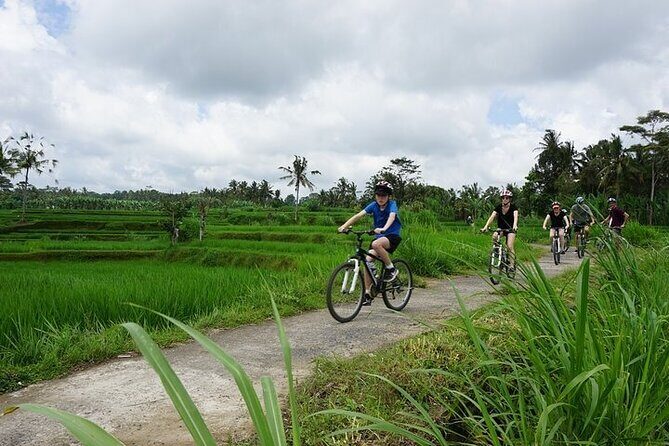 Kintamani Cultural and Nature Cycling Tour ( Manual Bike ) - Authentic, Comfortable, and Educational: Who Should Book?