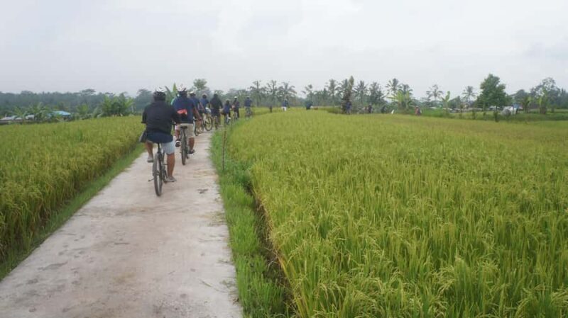 Kintamani Culture and Nature Guided Cycling Tour - The Route: From Village to Rice Fields
